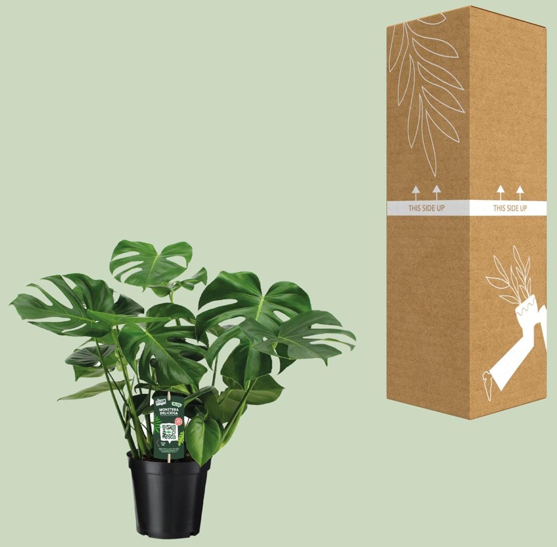 Monstera Deliciosa - Ø21cm - 65cm kopen? Bloembollen en planten ...