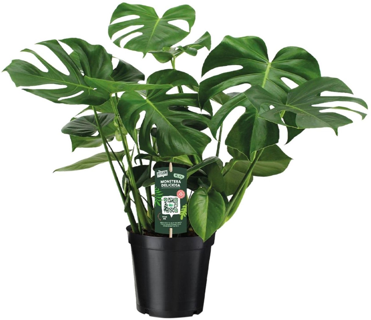 Monstera Deliciosa - Ø21cm - 65cm kopen? Bloembollen en planten ...