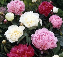 Pioenroos kopen? Goedkope Pioenroos bestellen bij