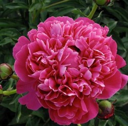 Pioenroos kopen? Goedkope Pioenroos bestellen bij