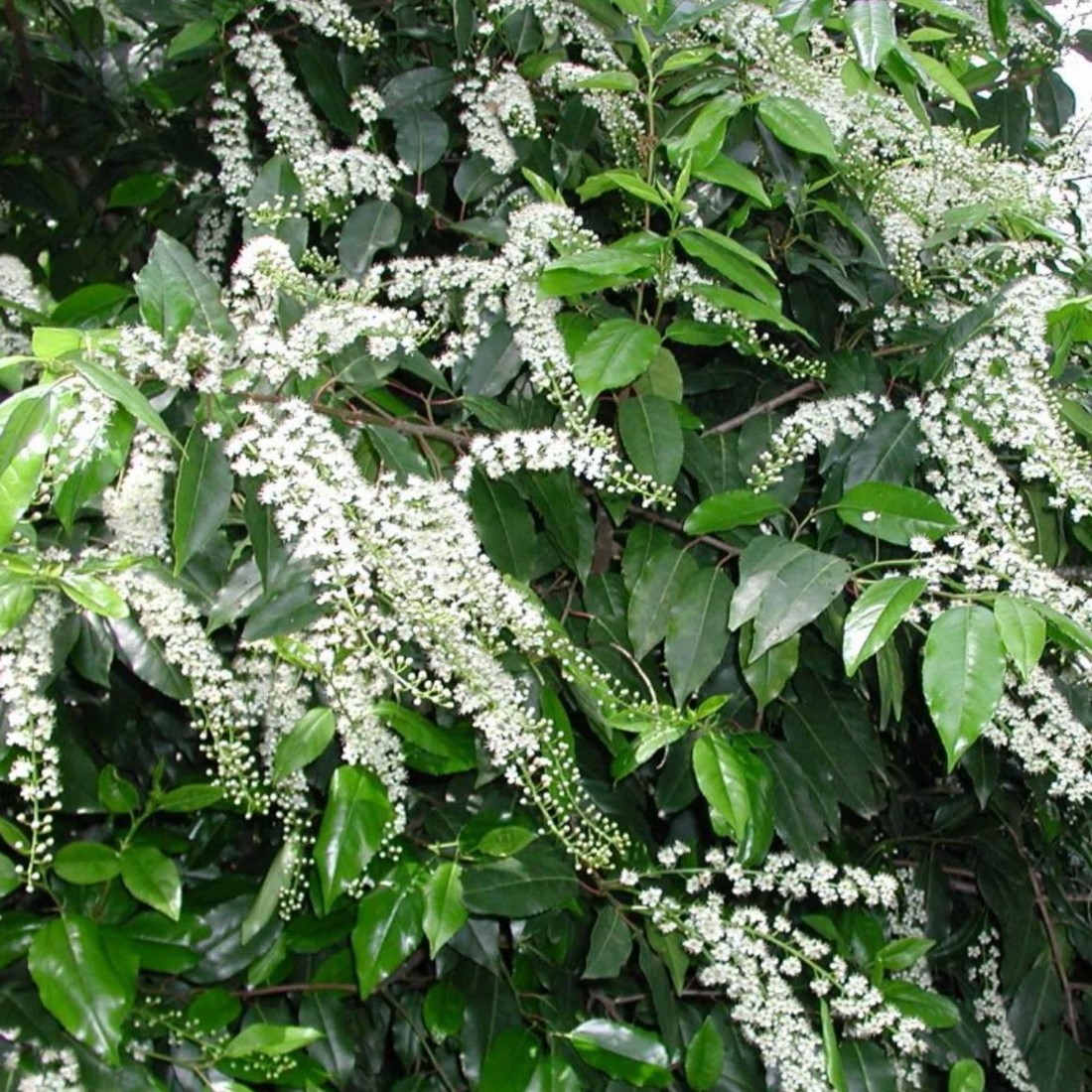 Prunus lusitanica Angustifolia - Portugese laurier Tuincentrum Koeman