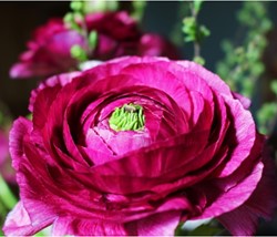 Ranonkels kopen? Goedkope Ranonkels bestellen