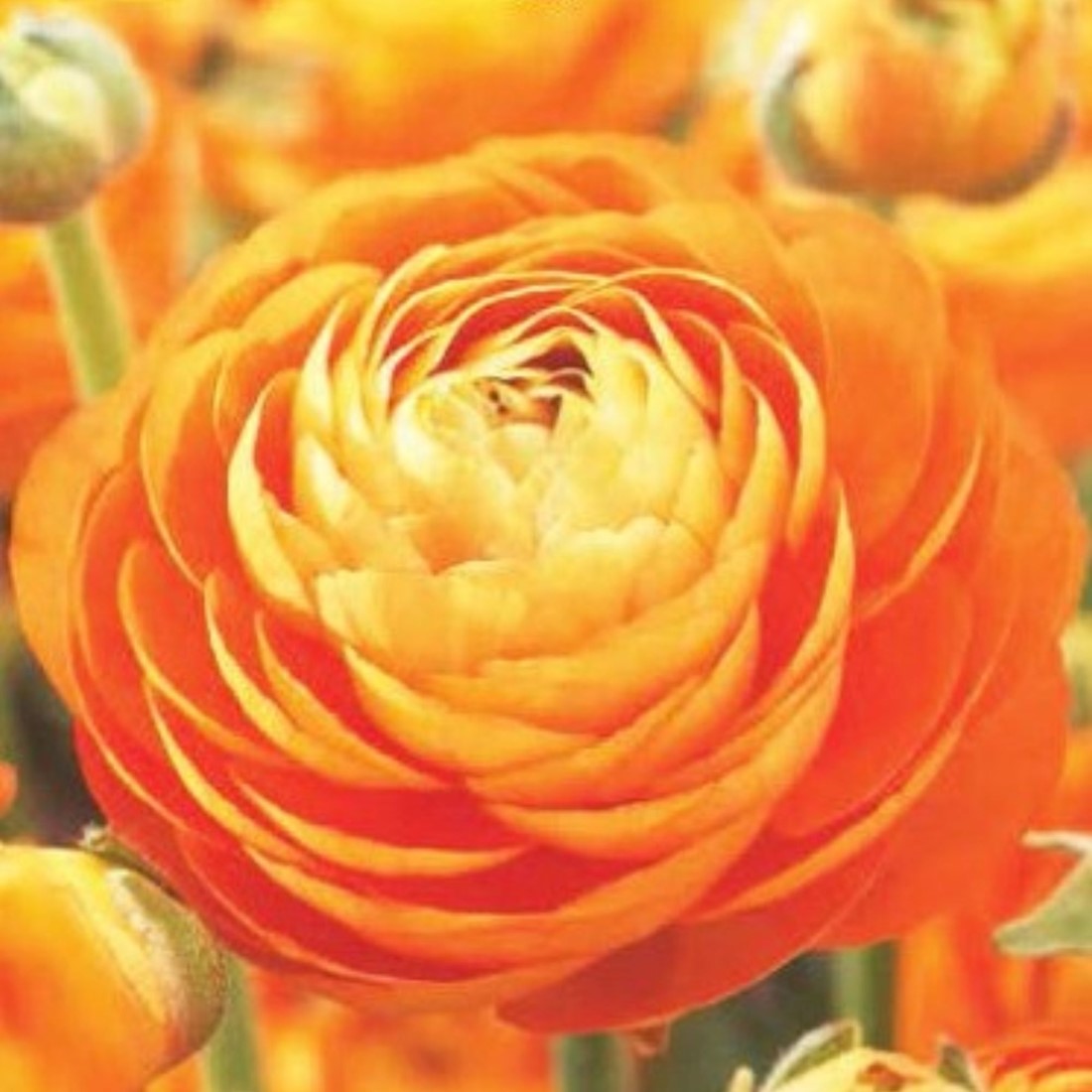 Ranonkel Oranje - Ranunculus dubbel Tuincentrum Koeman