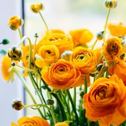 Ranonkels kopen? Goedkope Ranonkels bestellen