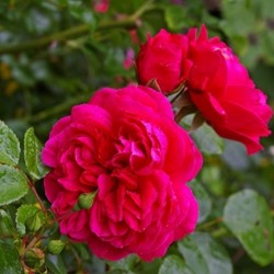 Rozen kopen? Goedkope Rozen bestellen