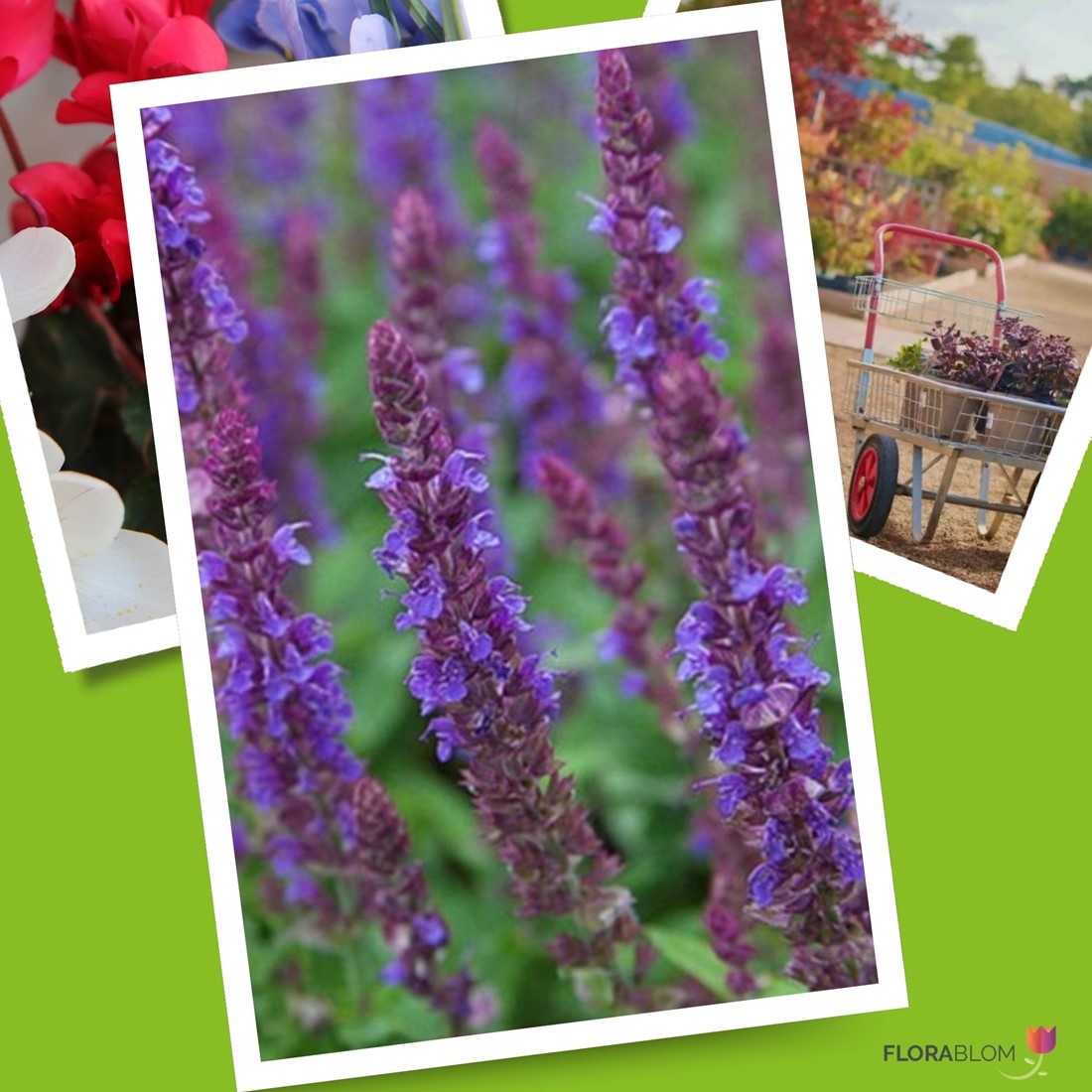 Bossalie Ostfriesland - Salvia nemorosa Tuincentrum Koeman