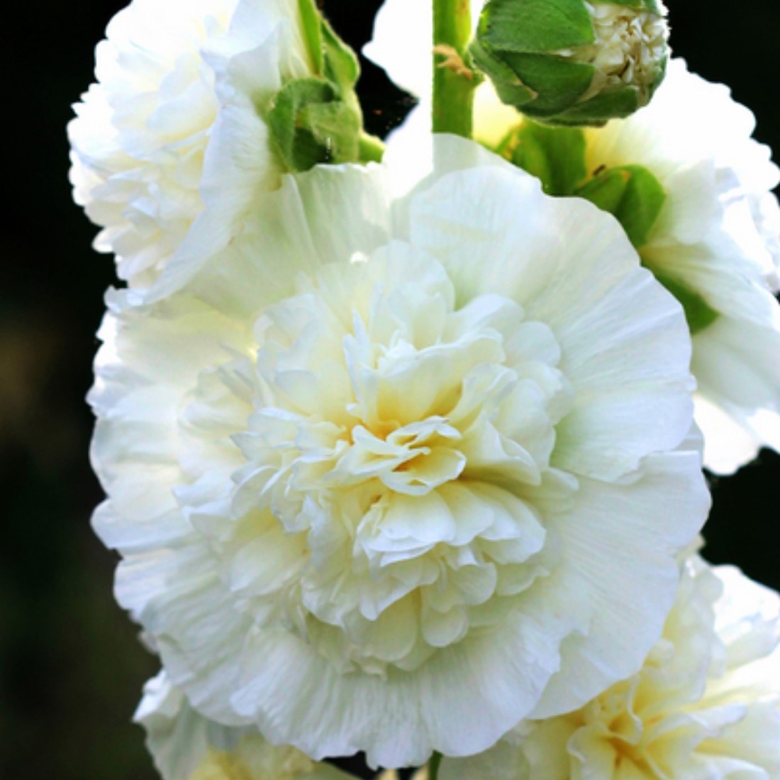 Stokroos Wit - Alcea rosea Tuincentrum Koeman