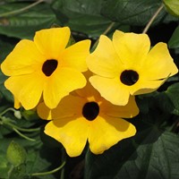 Suzanne-met-de-mooie-ogen Geel – Thunbergia alata kopen? Bloembollen en ...