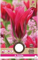 Tulpen Doll's Minuet – Tulipa Tuincentrum Koeman