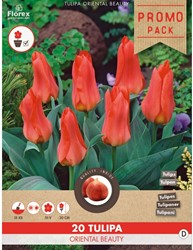 Tulp Angelique - Tulipa Tuincentrum Koeman