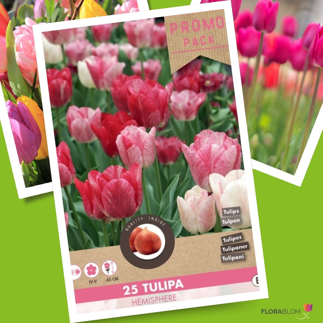 Tulp Hemisphere - Tulipa Tuincentrum Koeman