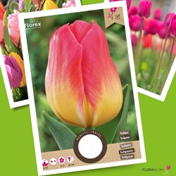 Tulp Angelique - Tulipa Tuincentrum Koeman