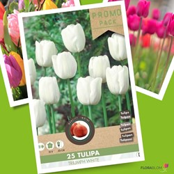 Bloembollen kopen? Goedkope Bloembollen bestellen bij