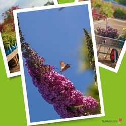 Vlinderstruik Buddleja blauw Tuincentrum Koeman
